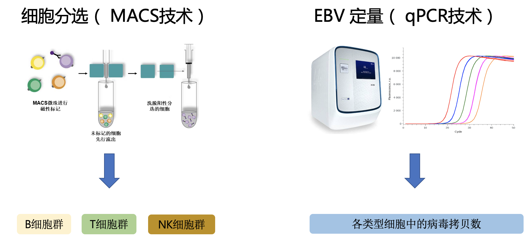 EBV_sorting_PCR - 铂华医学