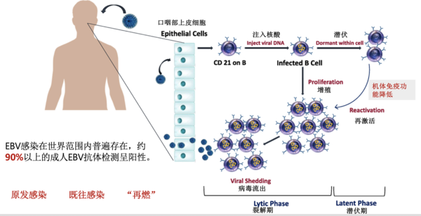 EBV_sorting_PCR - 铂华医学